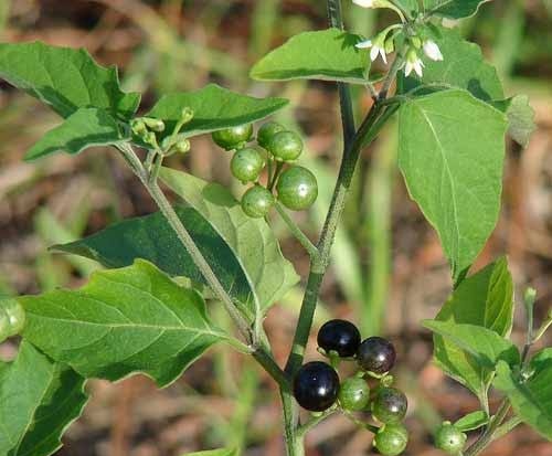 Kakmachi - DAV Pharmacy