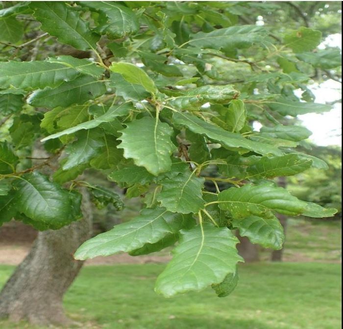 Mayaphala - DAV Pharmacy