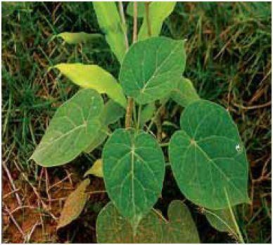 Murva - DAV Pharmacy