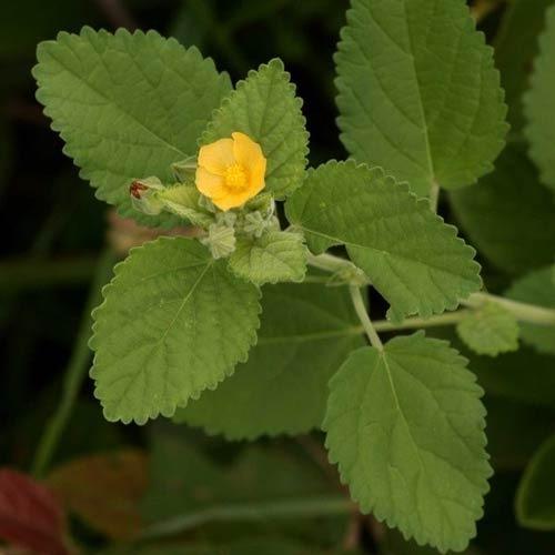 Nagabala - DAV Pharmacy