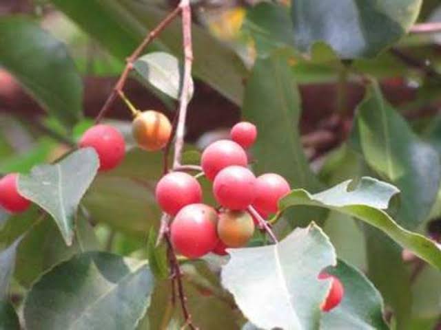 Saptachakra - DAV Pharmacy