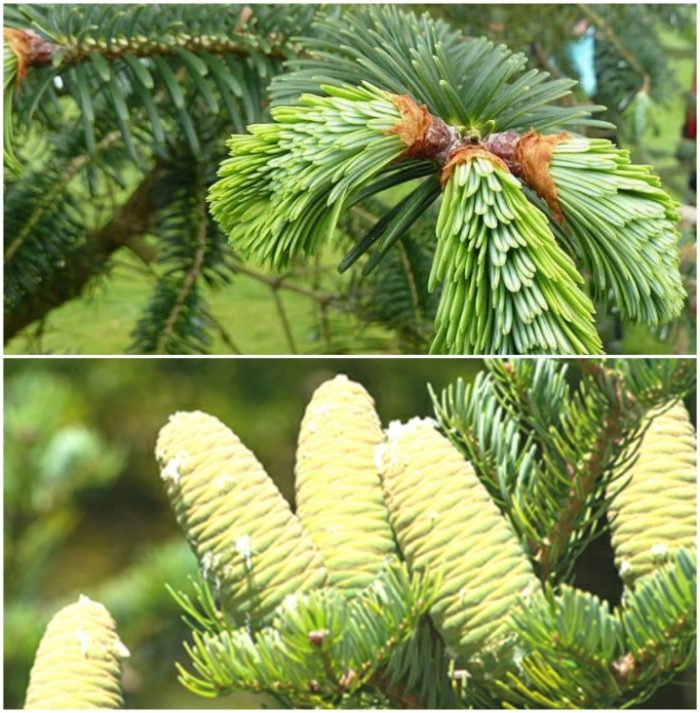 Talisa Patra - DAV Pharmacy