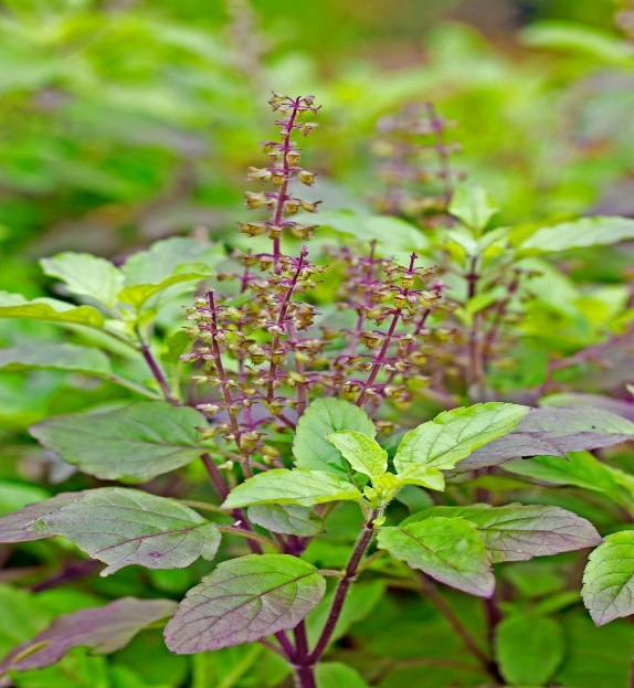 Tulsi - DAV Pharmacy