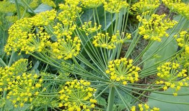 Shatpushpa - DAV Pharmacy